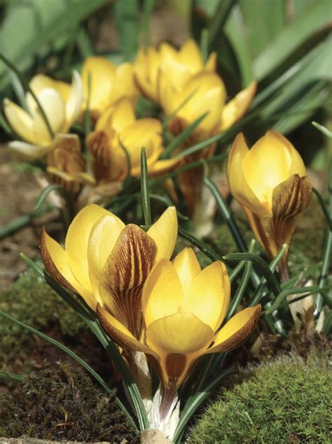 Crocus Chrysanthus Fuscotinctus Nova Flore