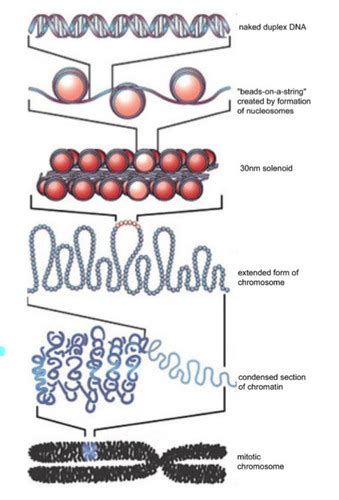 Genetics Exam 4 Chapter 19 Flashcards Quizlet