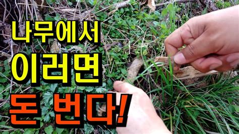 요즘 나무에서 이것 하면 돈 번다 Youtube