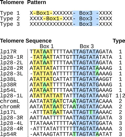 Telomere Types Of The Linear Replicons Alignment Of The Telomeres Of