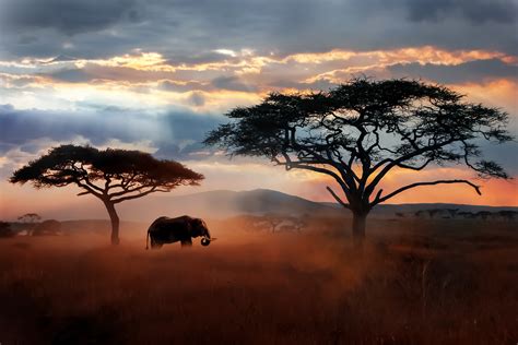 Africa Through The Lens African Safari And Tour Exclusive