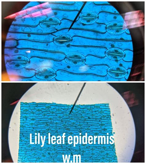 Lily Leaf Epidermis Diagram Quizlet