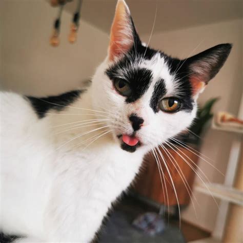 The Team At The Hyperthyroid Cat Centre Are So Professional And