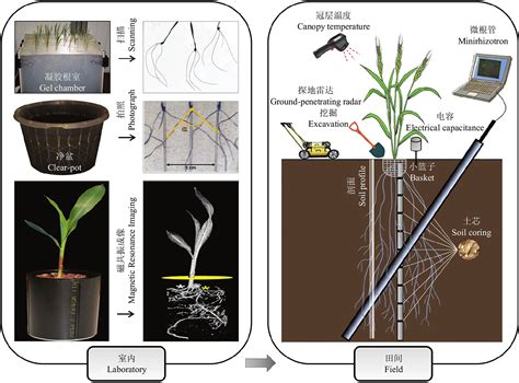 plant root diagram