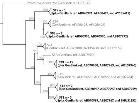 bayesian inference tree based on fragment of sequences 536 bp
