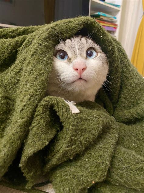 V ¿y котэ прикольные картинки с кошками смешные картинки и другие приколы комиксы гиф