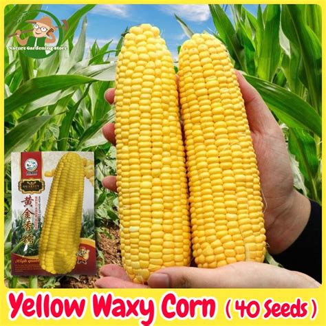 Sweet Glutinous Yellow Corn Seeds For Planting 40 Seeds F1 Tiktok