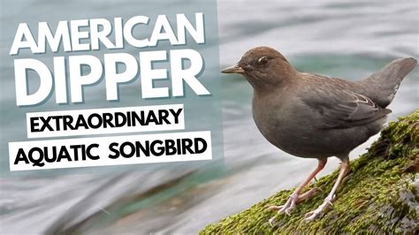 American Dipper Facts About This Amazing Aquatic Songbird Foraging