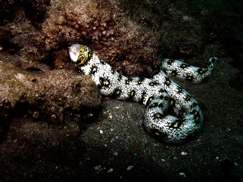 Snowflake Moray