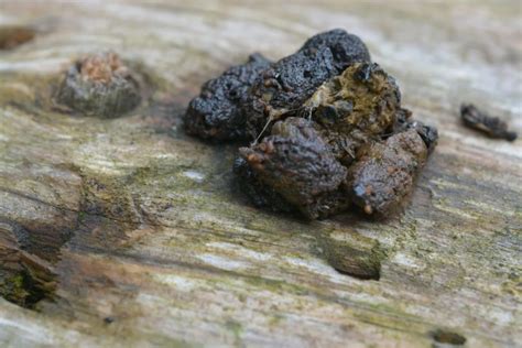 50 фото какашек