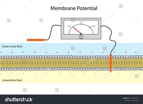 Optimize Cell Membrane Potential