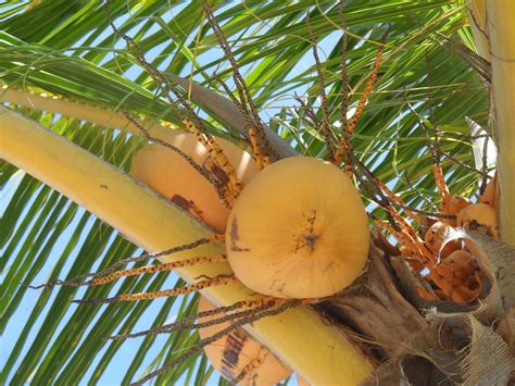 Tropical Palm Tree Free Photo On Pixabay Pixabay