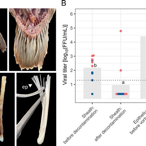 Feather Lesions And In Situ Viral Detection In Commercial Ducks