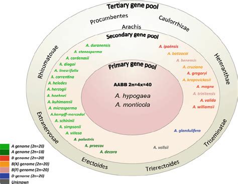 Gene Pool Definition