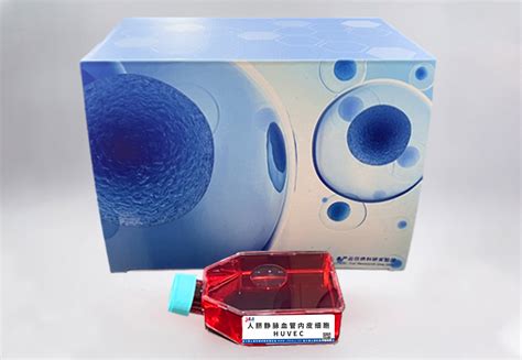 人脐静脉血管内皮细胞 Huvec 金少源 上海 生物科技有限公司