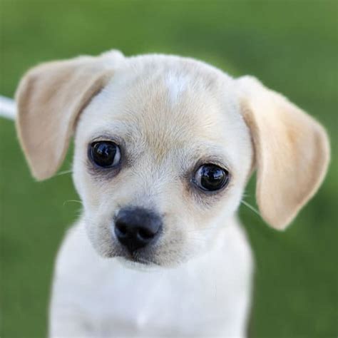 Adopt Hanch Today Pets Thecountyoffice