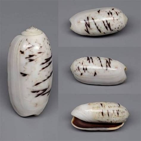 Oliva Staleyi 3875538