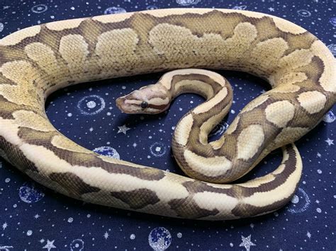 Super Vanilla Vanilla Cream Ball Python By Kandied Balls Morphmarket