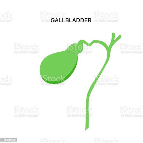 Gallbladder Anatomy Poster Stock Illustration Download Image Now