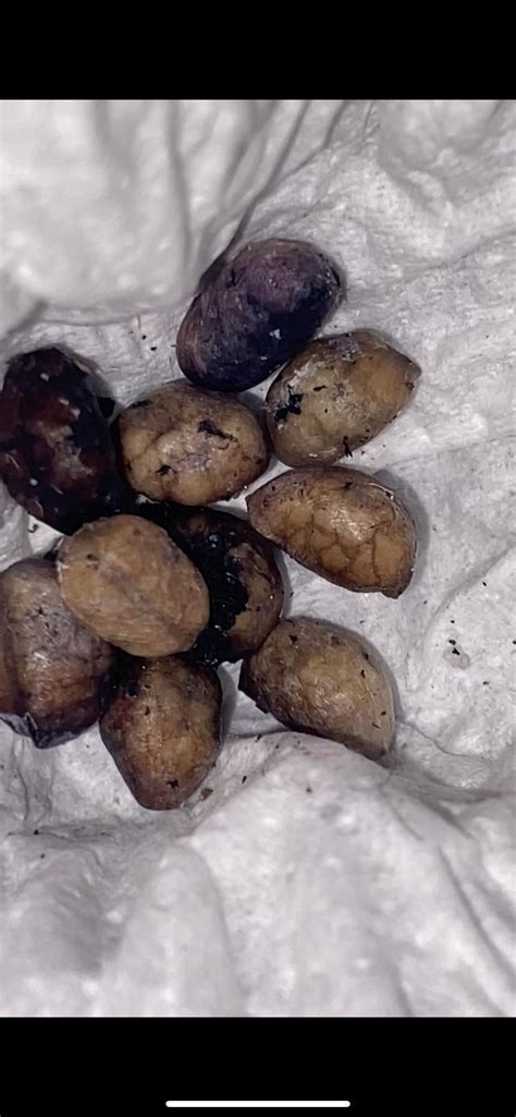 Seed Identification R Gardening