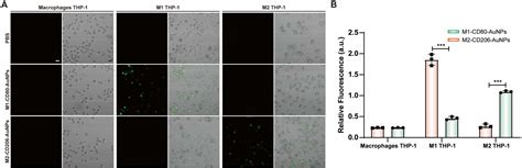 Visualizing Macrophage Polarization Through Fluorescent Mrna Profiling