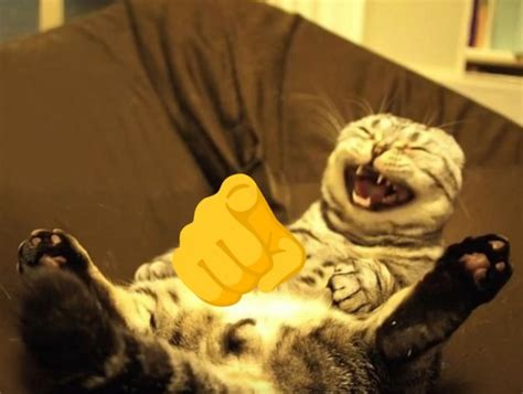 The Cat Laughing And Pointing Meme A Perfect Reaction