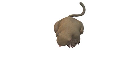 Monkey Isolated On A Transparent Background 26827363 PNG