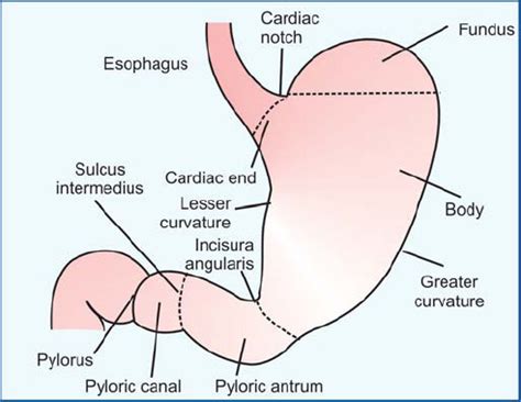 Cardiac Notch Of Stomach