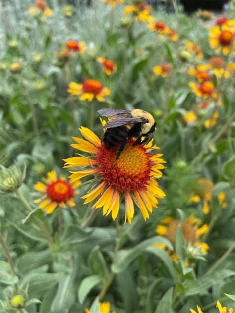 Pollinator Garden Kit High Plains Environmental Center