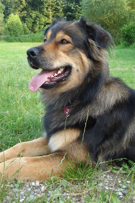 Leonberger German Shepherd Mix