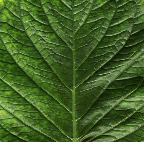 Types Of Leaf Veins At Sheila Sparks Blog
