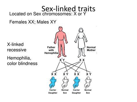 PPT Mendelian Genetics Inheritance Of Traits PowerPoint Presentation ID