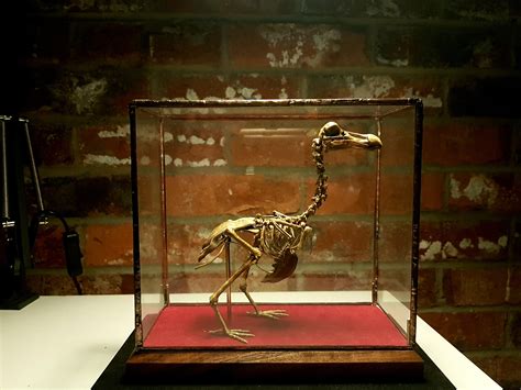 Real Dodo Bird Skeleton