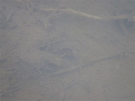 Hydaticus Grammicus In August 2017 By Renshuchu · Inaturalist