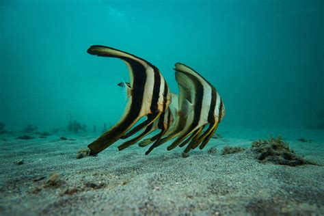 Longfin Batfish Platax Teira Marine Life Identification