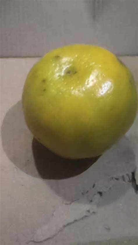 Jeruk Klasifikasi Classification Dataset And Pre Trained Model By Universitas Muhammadiyah Sorong