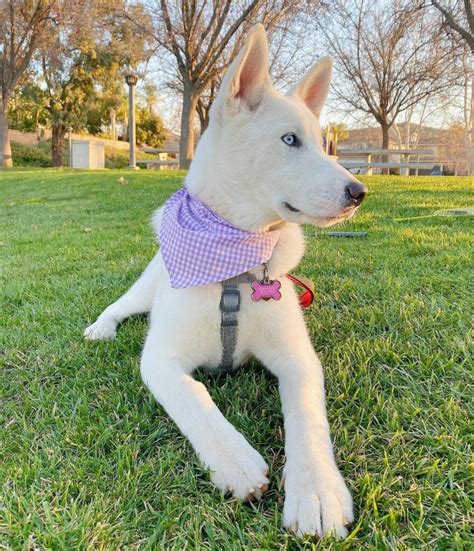 Akita Husky Mix Huskita Owners Guide