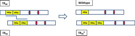 A Possible Scenario Indicating How Unequal Crossing Over In A Sexual Download Scientific