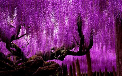Wisteria Trees Wallpapers Wallpaper Cave