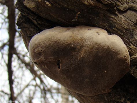 Phellinus Alni Czyreń Jabłoniowo Olszowy