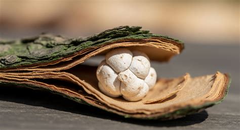 Ecosystem Stoichiometry → Term