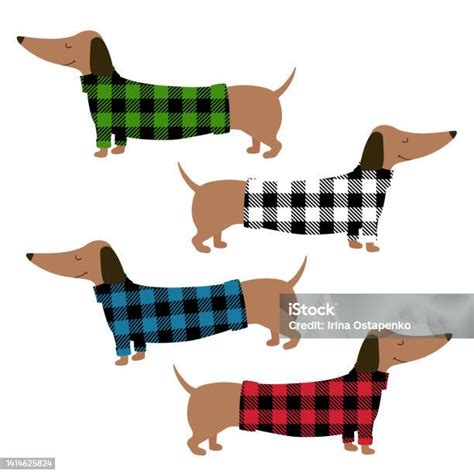 닥스훈트 세트 스웨터 버팔로 격자무늬에 만화 닥스훈트 크리스마스 개 닥스훈트 옷 벡터 일러스트레이션 흰색 배경에 고립되어 있습니다 포스터 티셔츠 엽서에 좋습니다 닥스훈트에