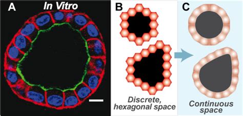 Mdck And Simulated Cysts A Mdck Cells Grown In 3d Extracellular