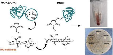 基于半胱氨 酸马来酰亚胺的止血、抗菌和可生物降解伤口敷料的设计bioconjugate Chemistry X Mol
