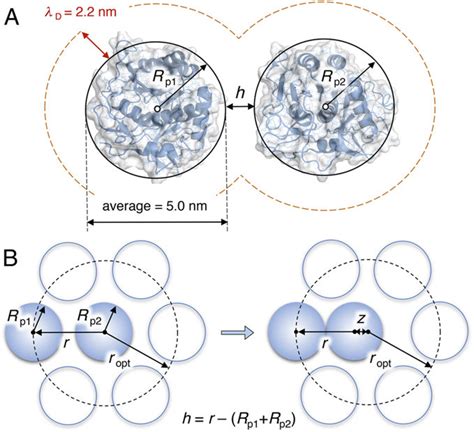 Description Of Intracellular Protein Protein Interactions A Download Scientific Diagram