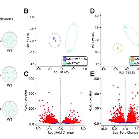 Global Transcriptomic Effects Of Mapt Ivs10 16 P P301l And P R406w