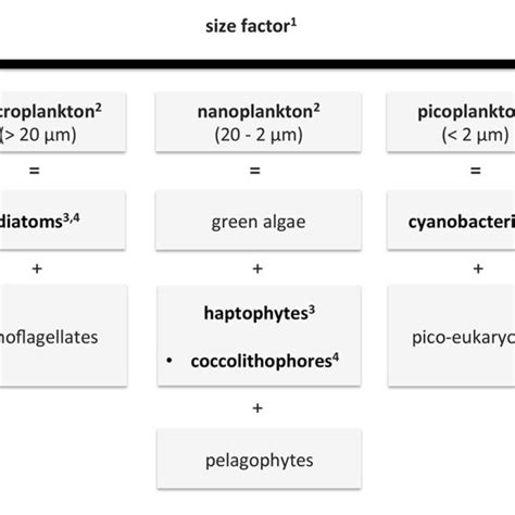 Diagram Describing The Different Phytoplankton Classifications Given Download Scientific