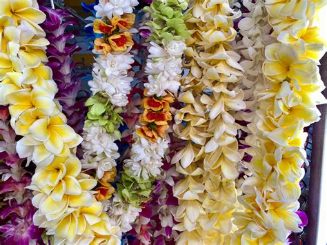 What Kind Of Flowers Are Used To Make Leis At Sophia Iliffe Blog