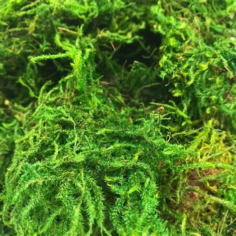 Live Sphagnum Moss Etsy