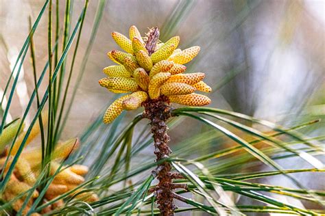 Top 5 Best Pine Pollen Supplement 2026 Pixelfy Blog